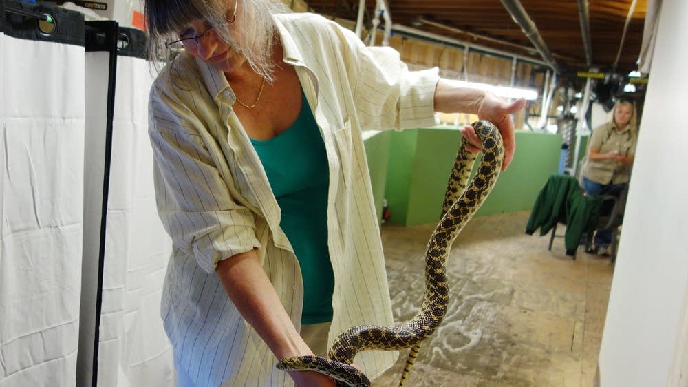 At six feet, it's the longest snake in the state | MPR News