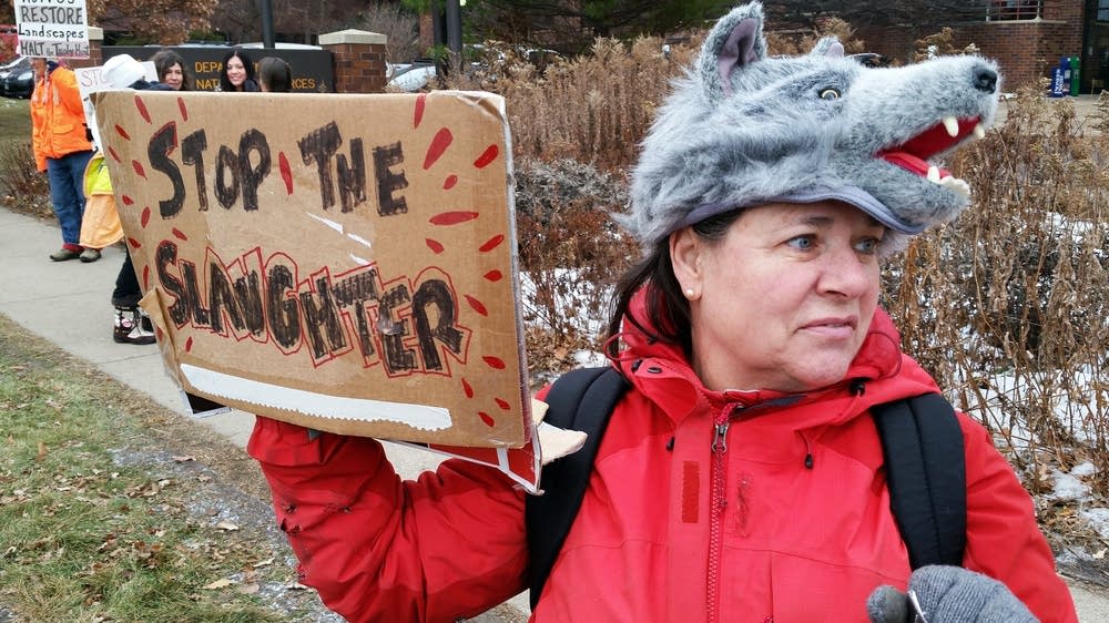 Wolf hunt opponents rally at DNR headquarters after target exceeded ...