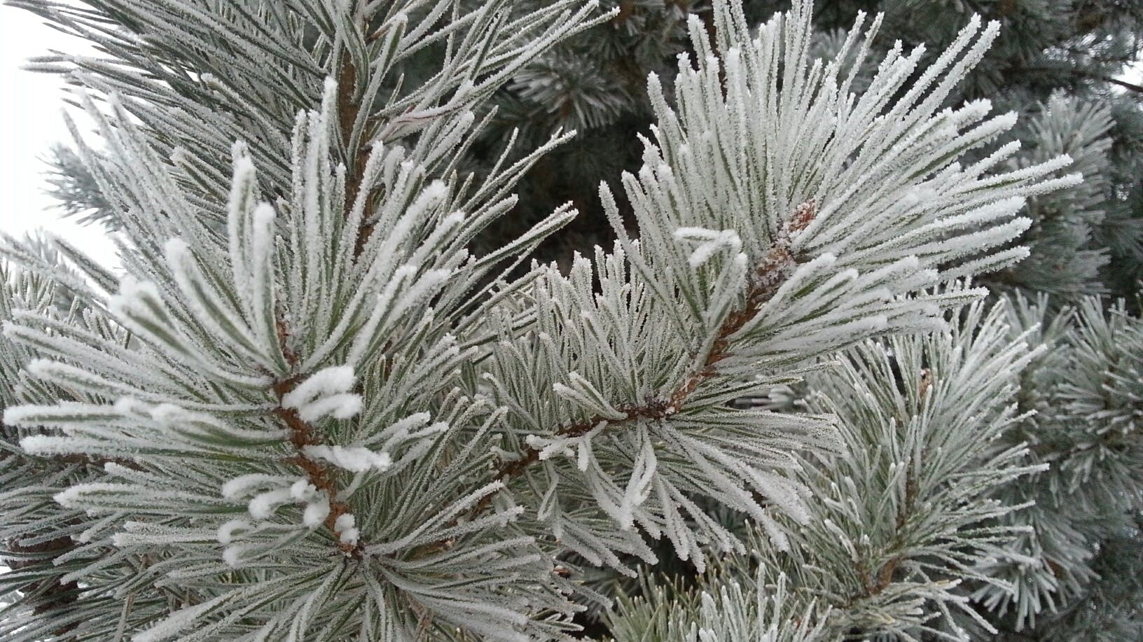Winter Wonderland: Hoarfrost greets Minnesotans today | MPR News