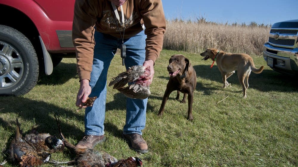 DNR says plenty of pheasants remain in Minnesota fields | MPR News