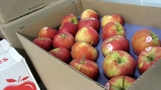 State Fair University: How new apples are created | MPR News