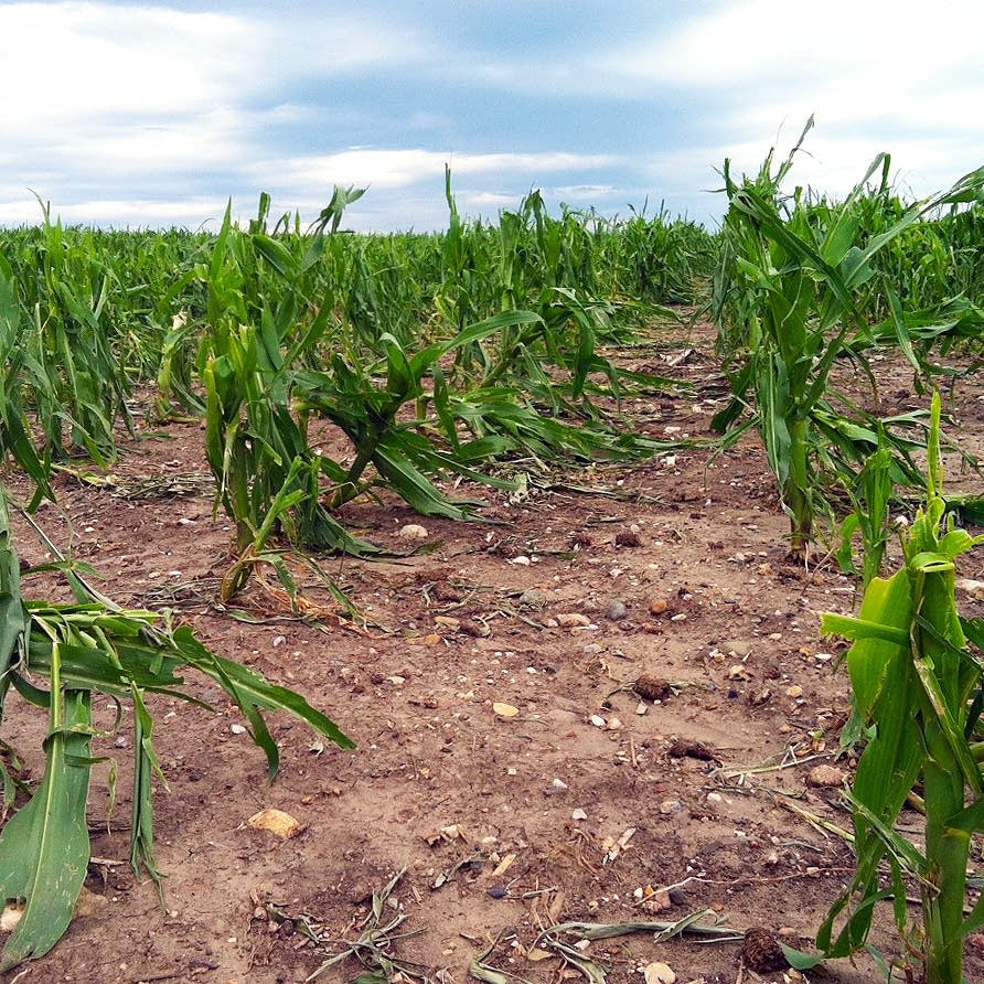 Hail Damage To Crops