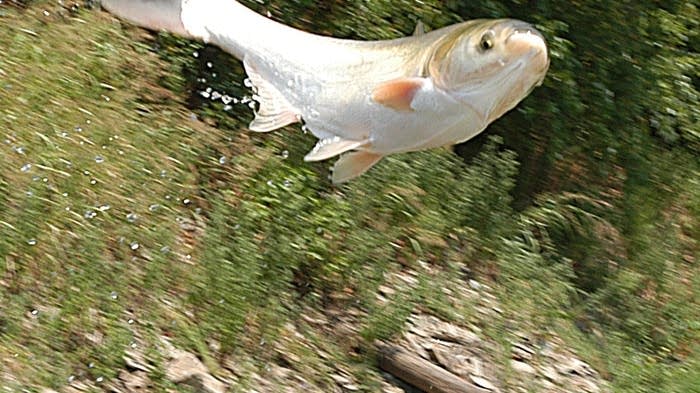 Asian carp FAQ | MPR News