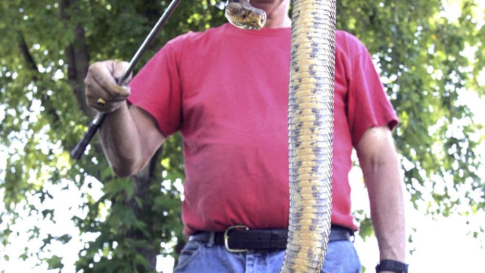 Rattled by rattlers? Not this man | MPR News