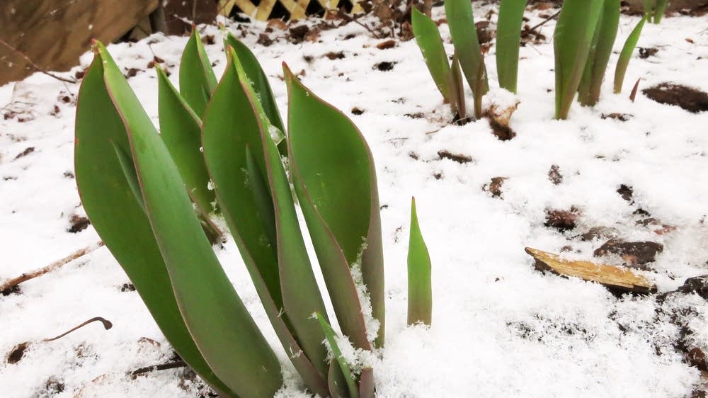 Cool first day of meteorological spring | MPR News