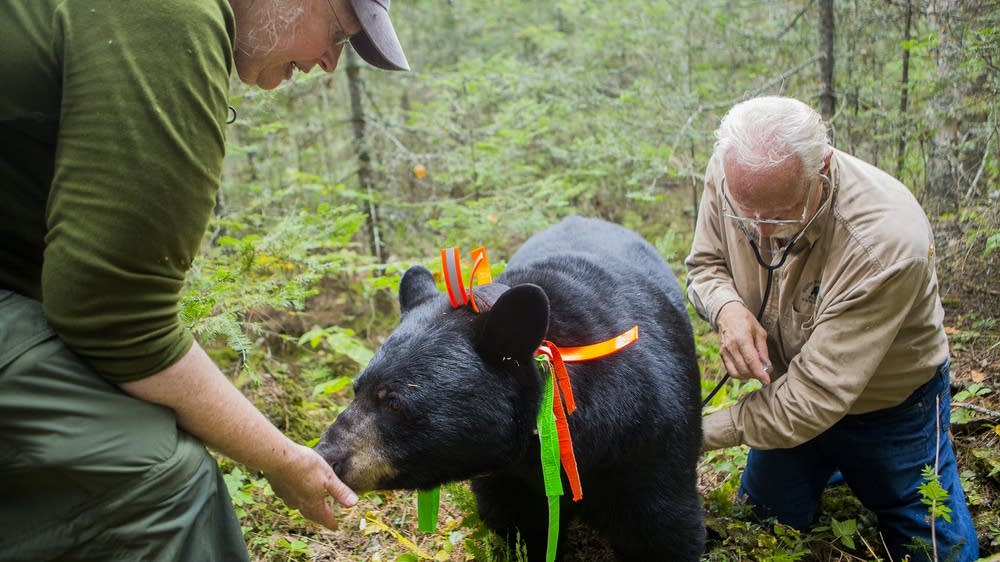 Bear researcher Lynn Rogers' permit at issue in hearing | MPR News