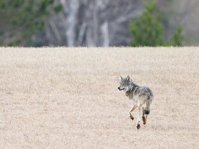 66 wolves killed in opening days of hunt | MPR News