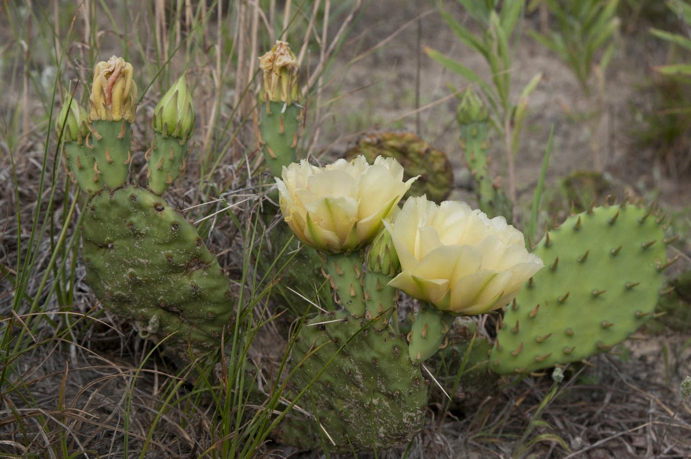 Scouting wildflowers in Minnesota's prairie | MPR News