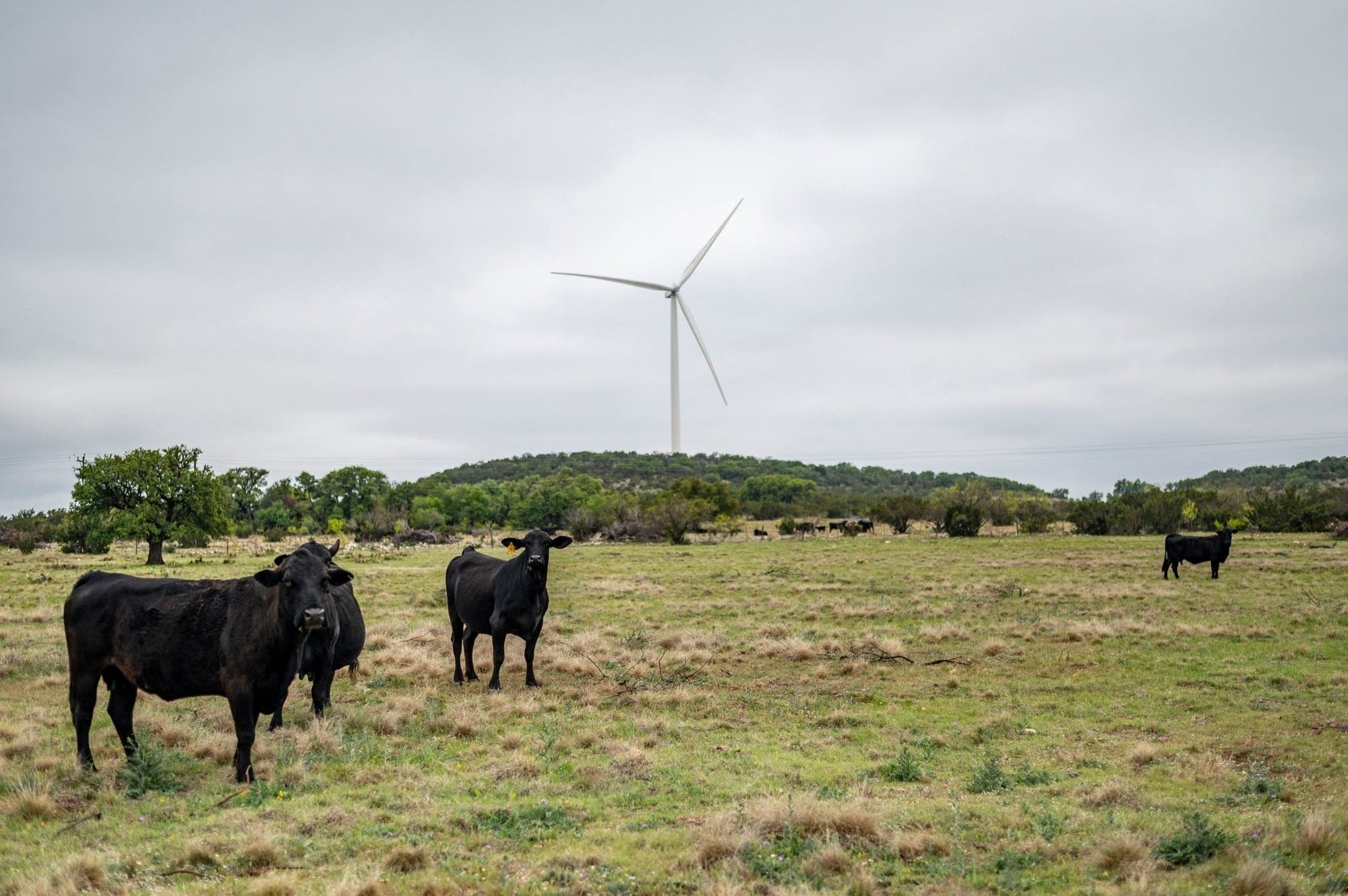 Renewable energy is contributing a lot of power to the Texas grid