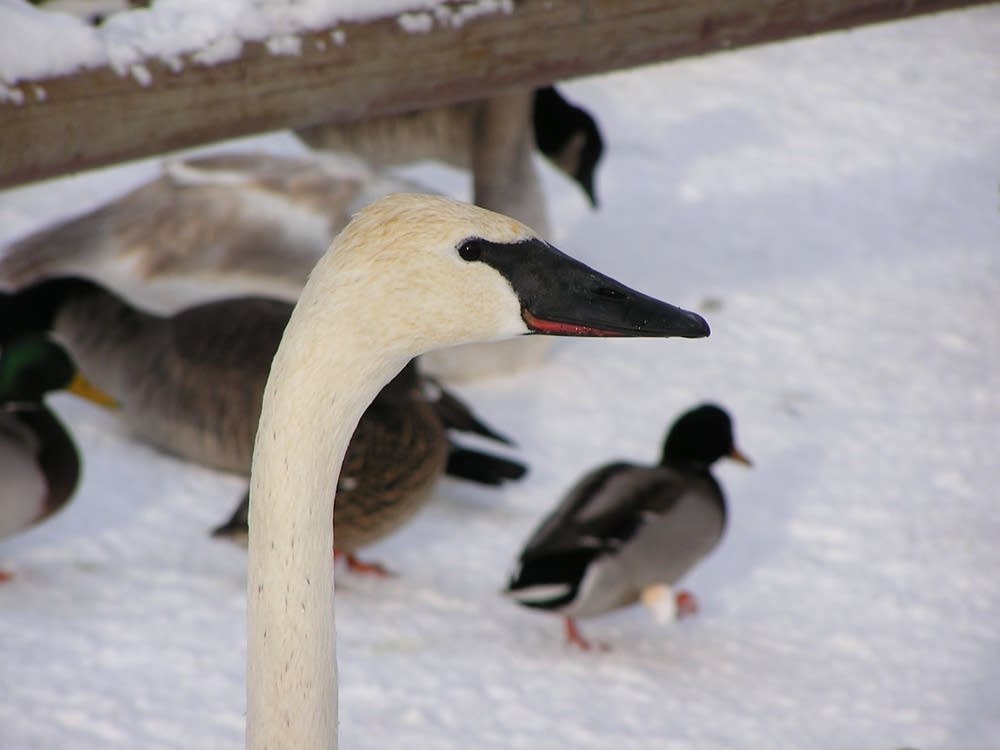 The trumpeter swans come to Monticello | Minnesota Public Radio News