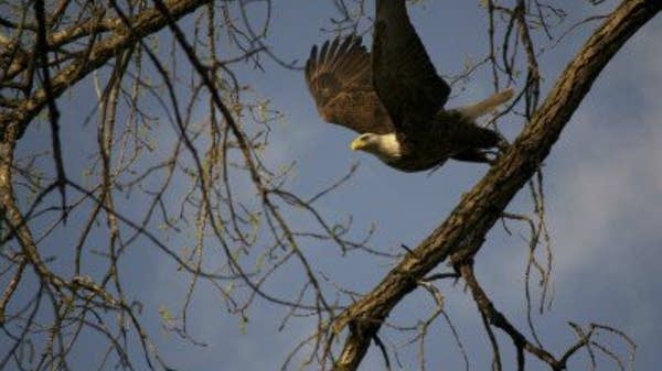 Eagle is newest neighbor in south Minneapolis | MPR News