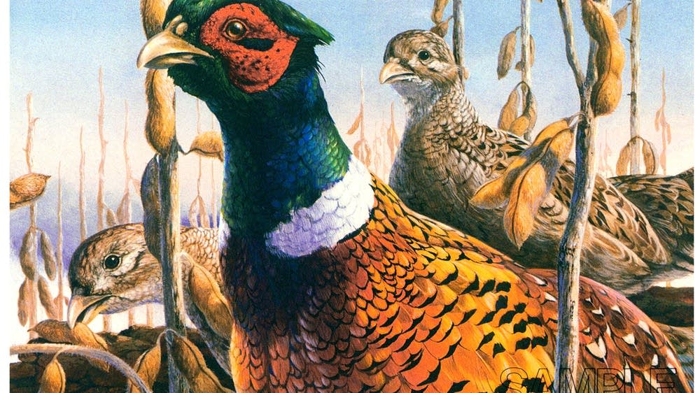 Pheasant population in decline at hunting season begins | MPR News