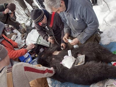 Understanding bears could help us survive heart attacks, researchers ...