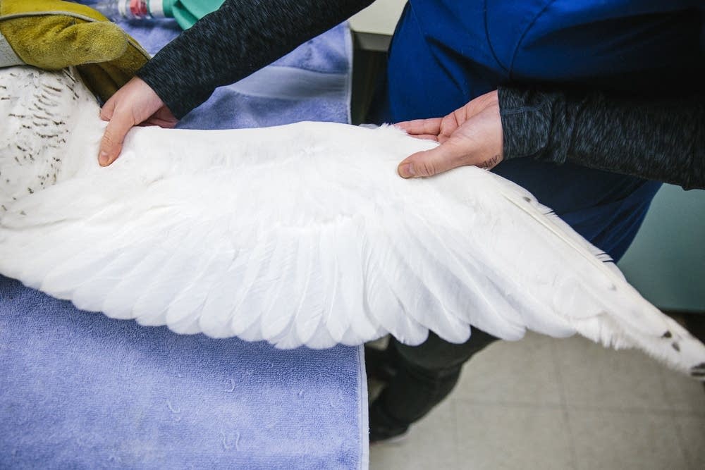 Looking for the Superb Owl? It's right here in Minnesota | MPR News