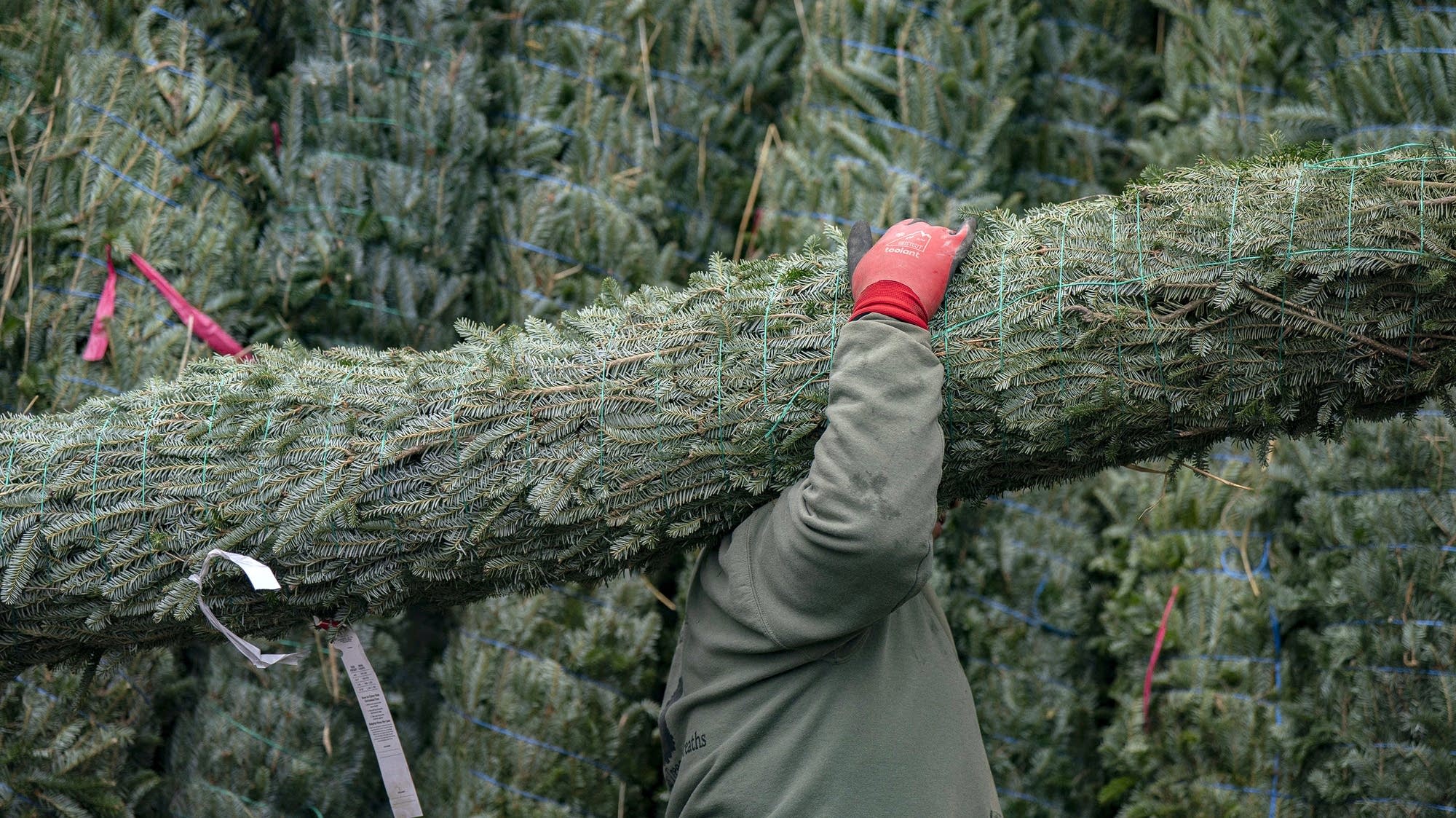 What it's like working overnight at an NYC Christmas tree lot