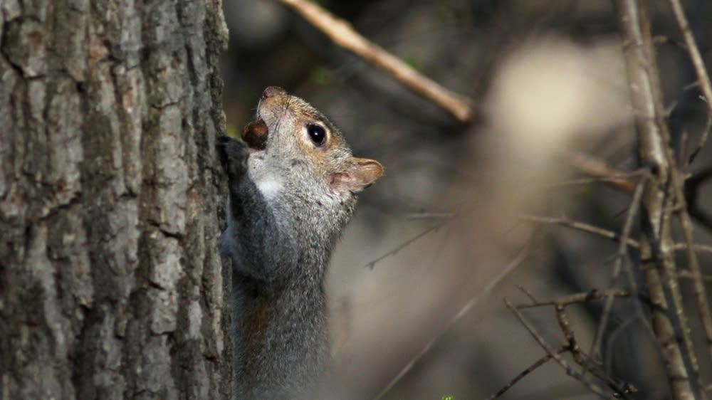 Minnesota in Photos: Spring blossomed early | MPR News