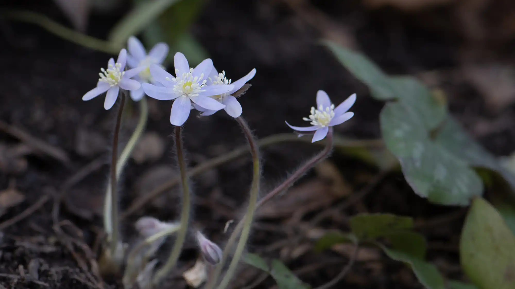 Audio Postcard: Spring season brings a hunt for hepatica | MPR News