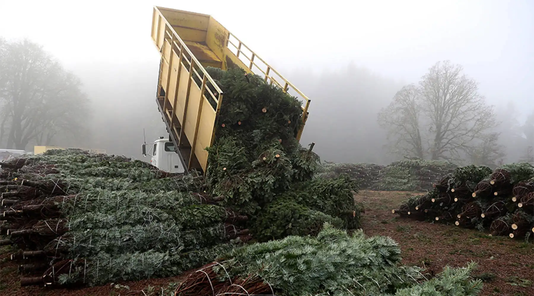 Amazon tried out a new product this holiday season: real Christmas trees