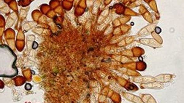 Scientists unravel fungus that threatens wheat crops | MPR News