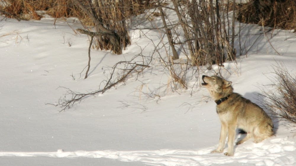 When two is the loneliest number: Isle Royale wolf population drops ...