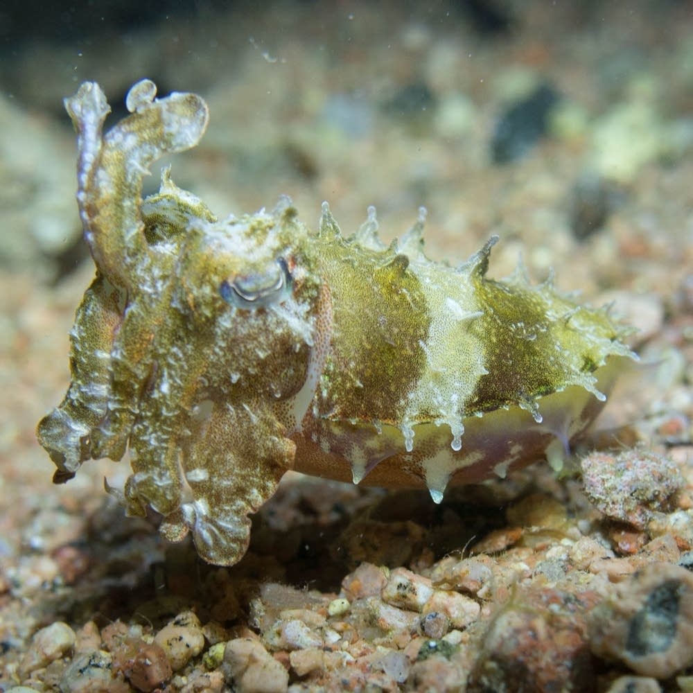 Cuttlefish Camouflage Before And After How The Cuttlefish Spikes Out