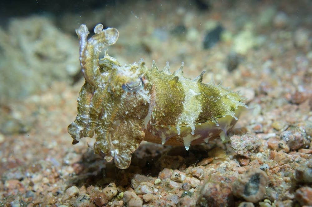 Squid, octopus, cuttlefish: Ultimate shapeshifters | MPR News