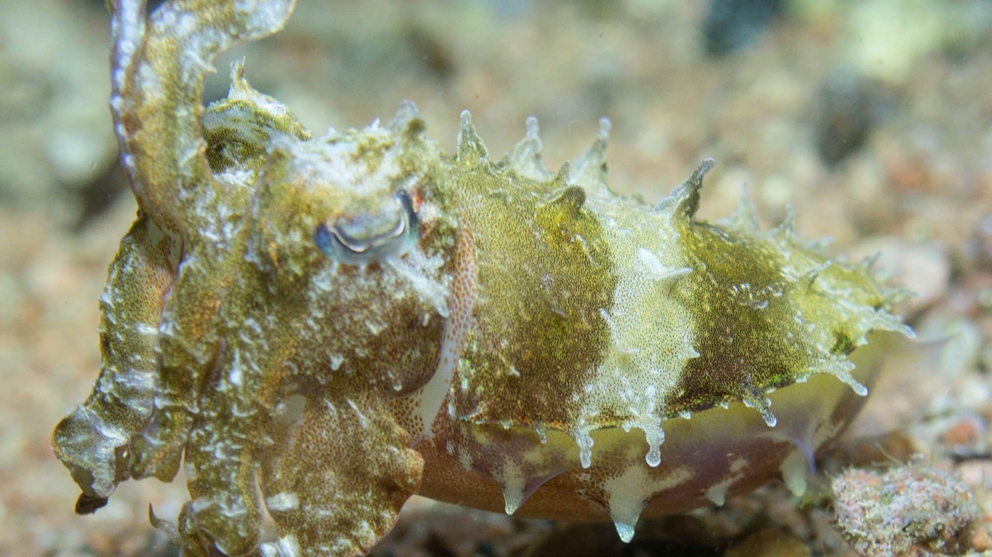 Cuttlefish: Ultimate Shapeshifters! | Brains On