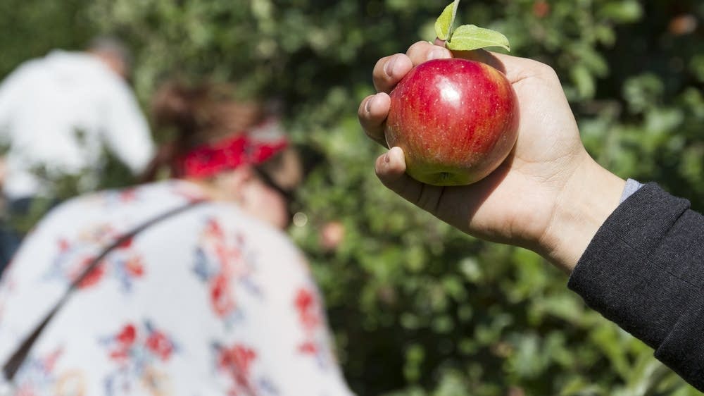 Appetites: Expert’s advice for the season’s perfect apple pie | MPR News