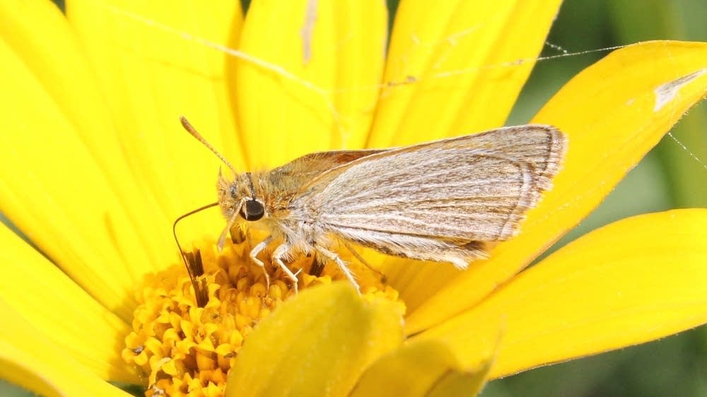 'Big Bugs' at the Minnesota Zoo make us think | MPR News