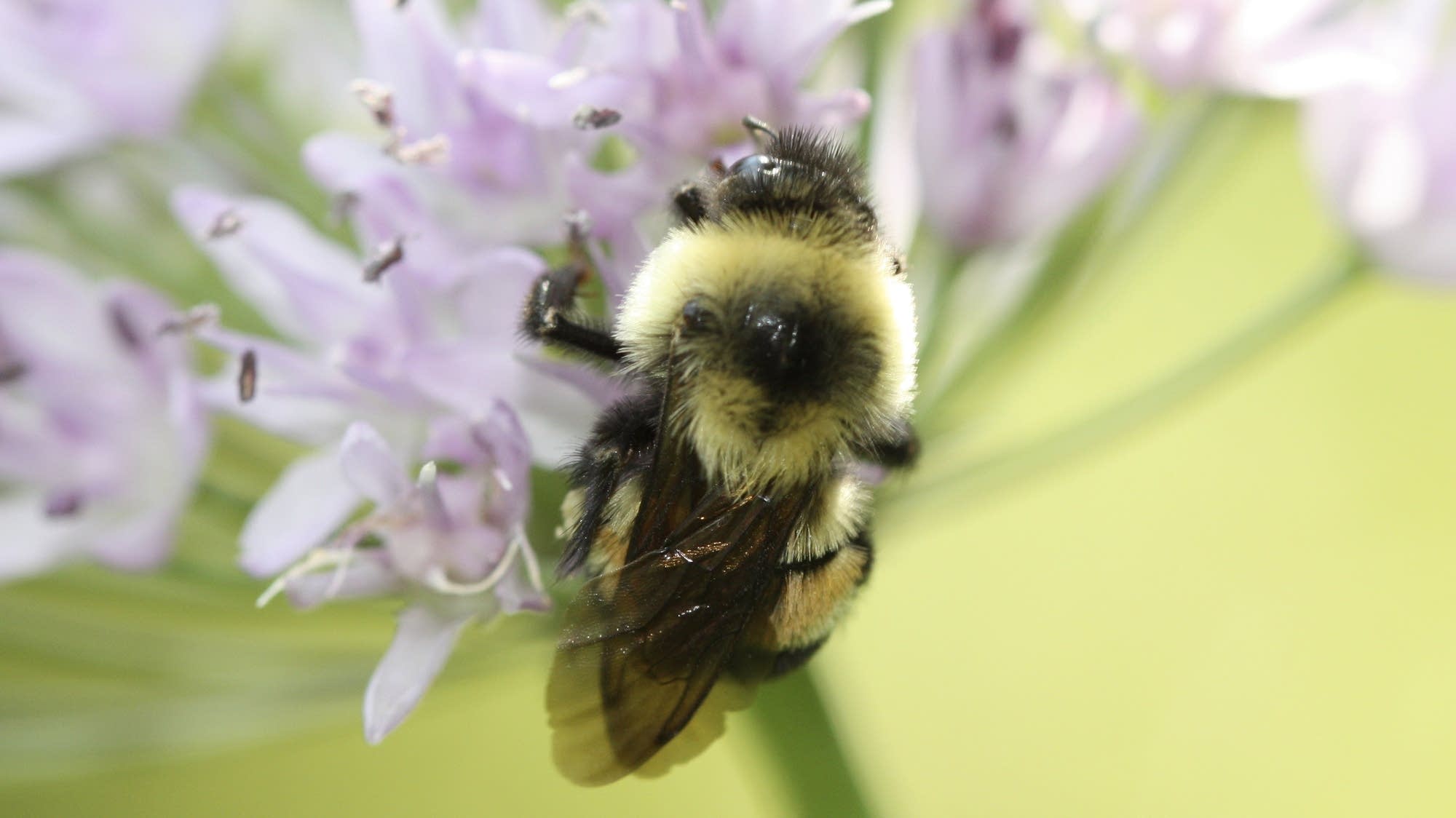 Meet the rusty patched bumblebee, Minnesota's new bee ambassador | MPR News