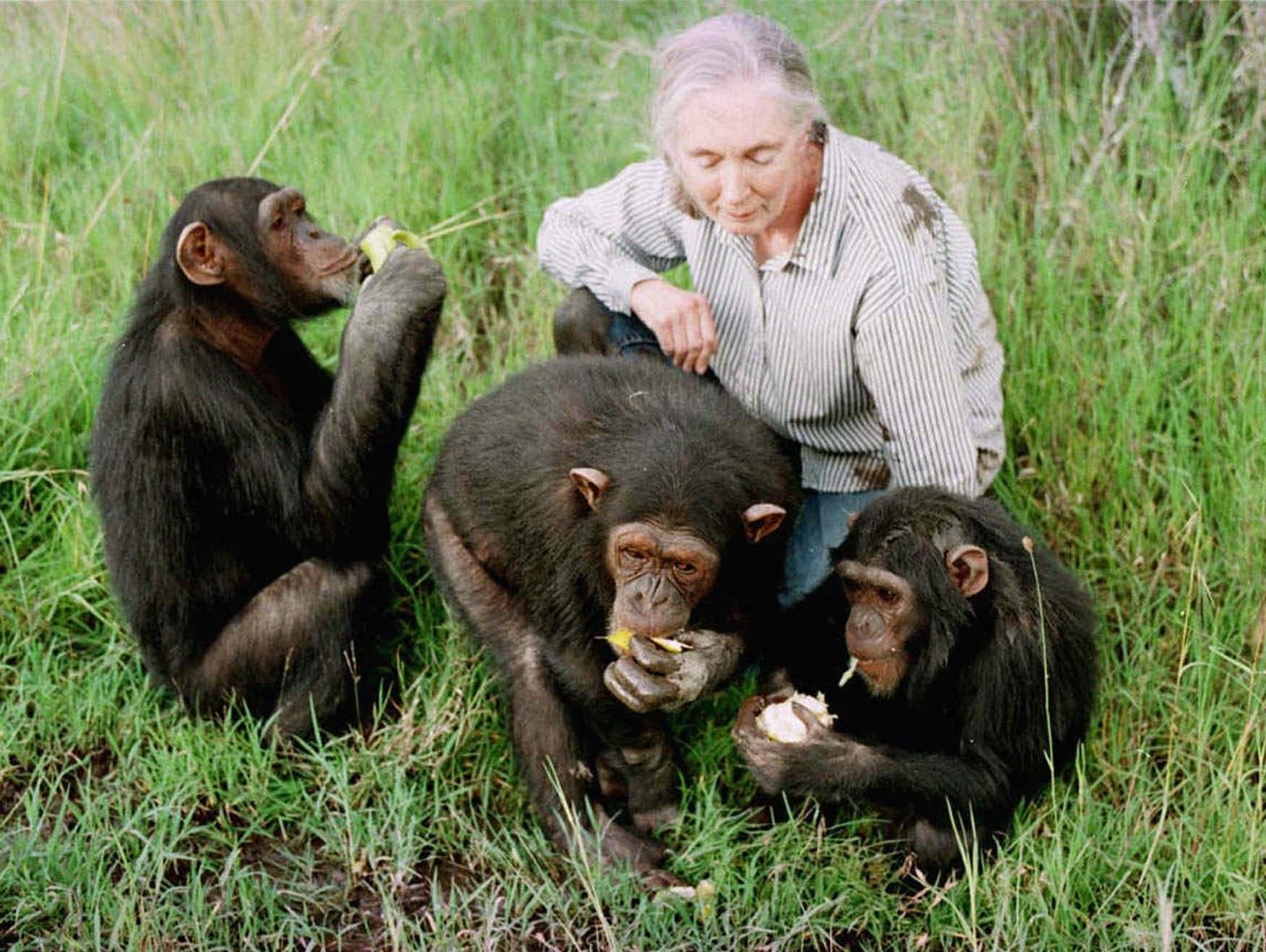Jane Goodall Chimpanzee Sanctuary