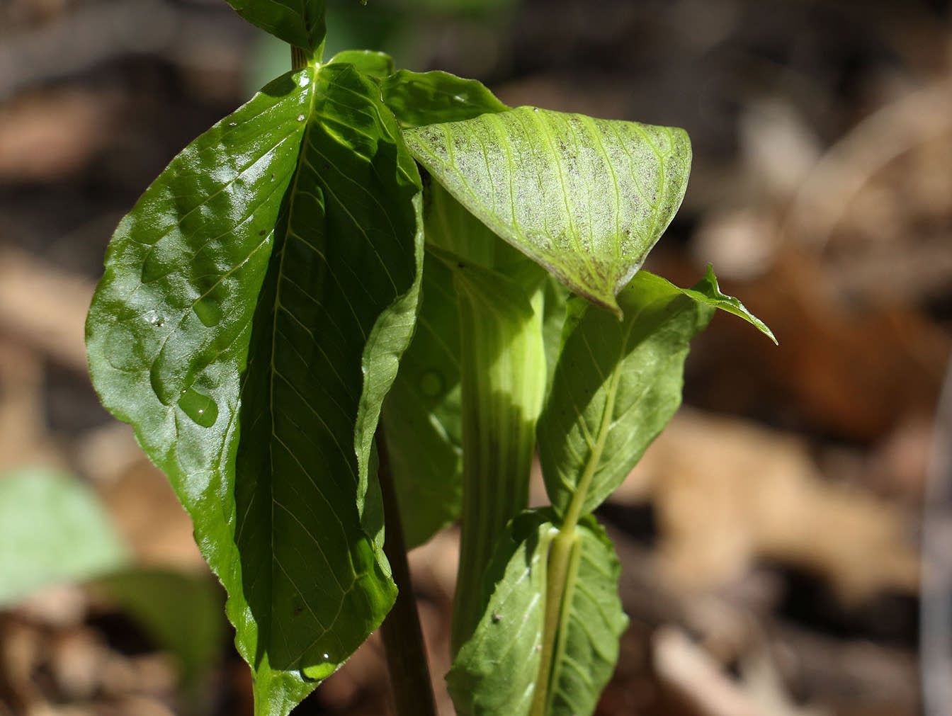 Photos: Spring wildflowers in Minnesota | MPR News