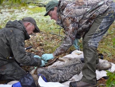 3 wolves moved to Isle Royale, helping rebuild population | MPR News