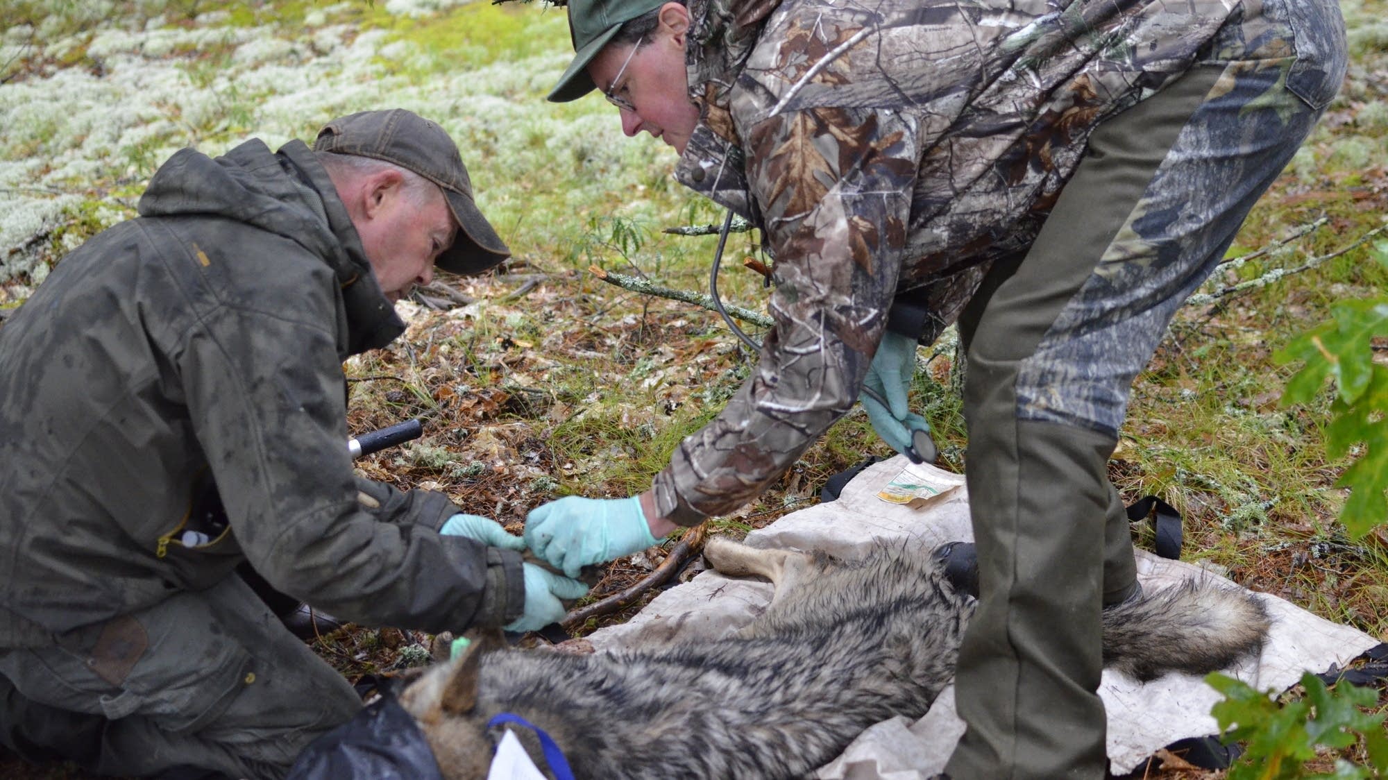 3 wolves moved to Isle Royale, helping rebuild population | MPR News