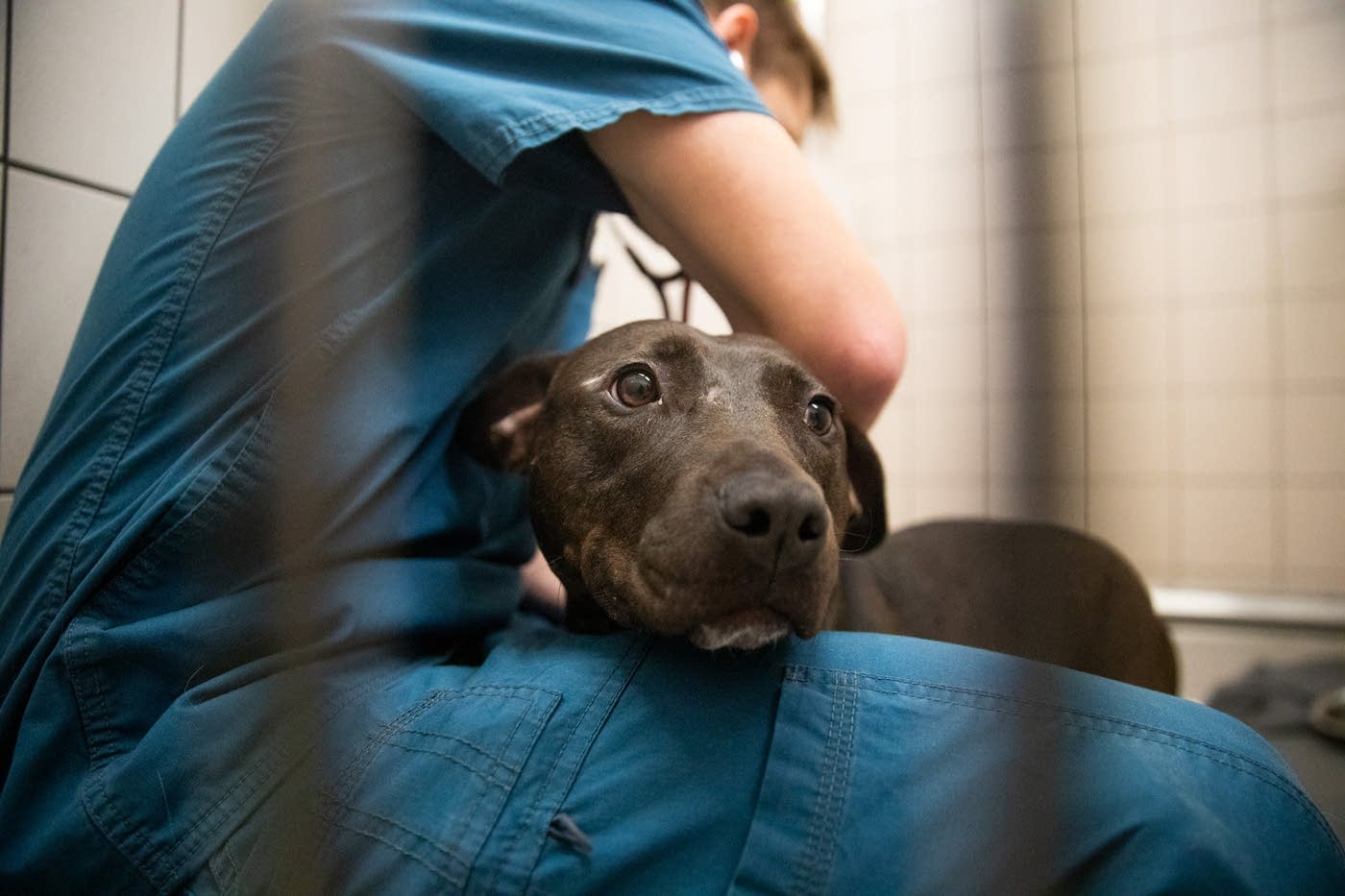 How are our pets during the pandemic? | MPR News