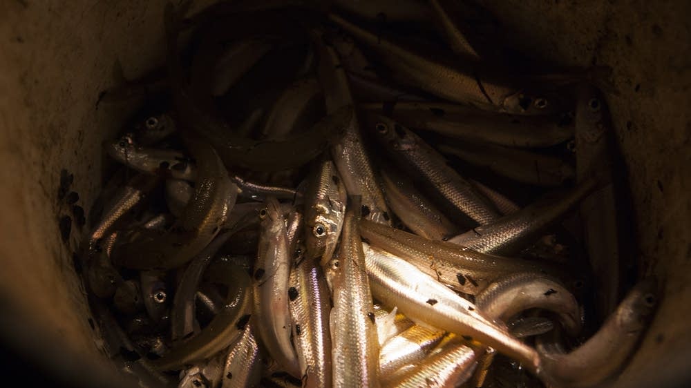 Appetites: Smelt are a tasty small fry | MPR News