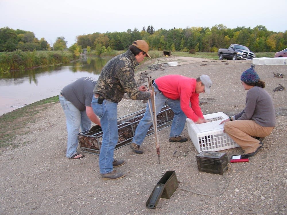 Minnesota reports a good duck crop | MPR News