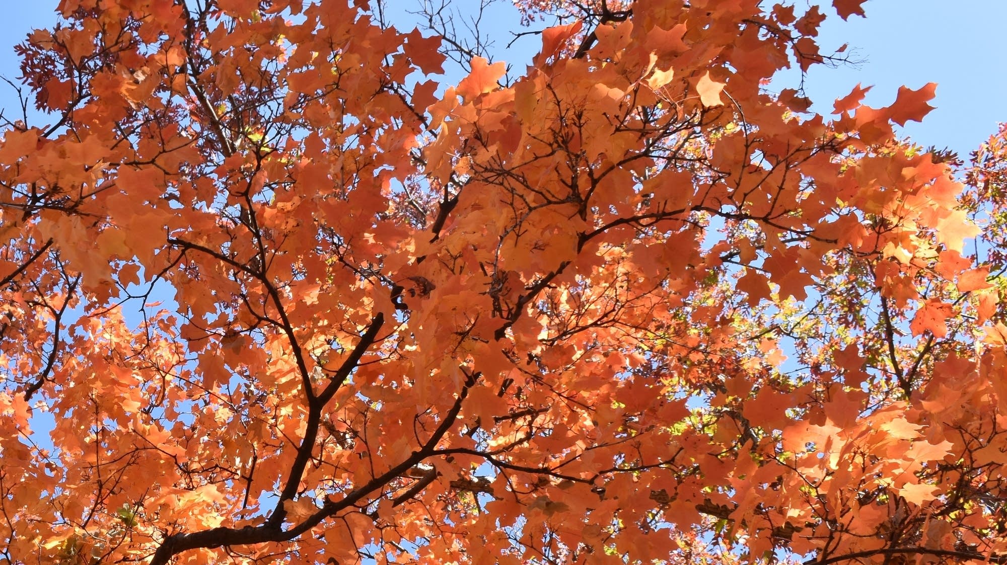 Warm autumn temps continue; nothing spooky in the Halloween forecast ...