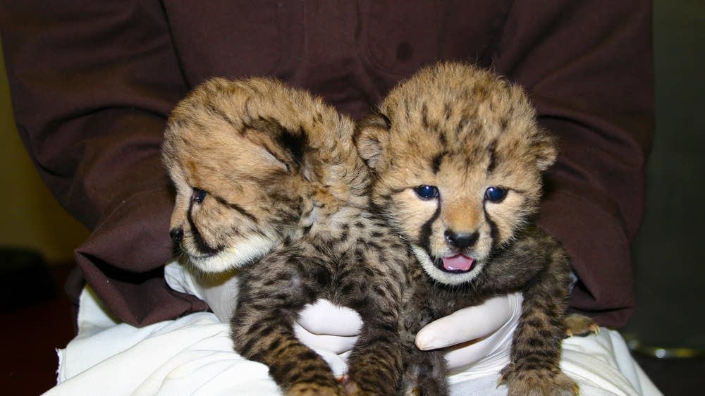 DC zoo hand-raising cubs after rare cheetah birth | MPR News