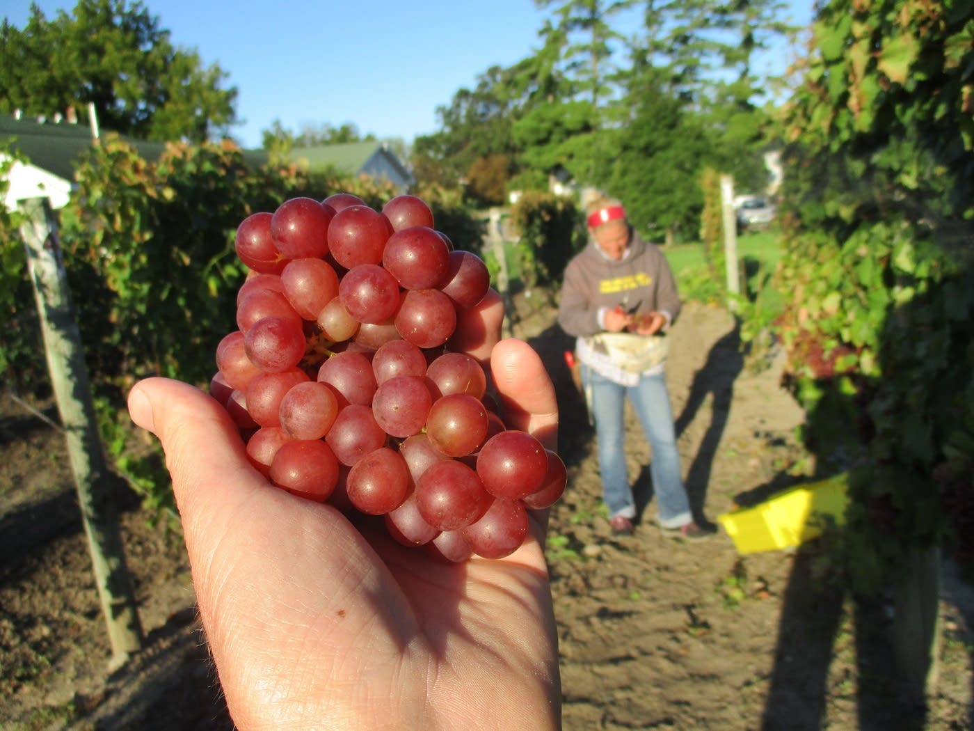 Freeze arrives, wet summer impacts Minnesota wine grapes | MPR News