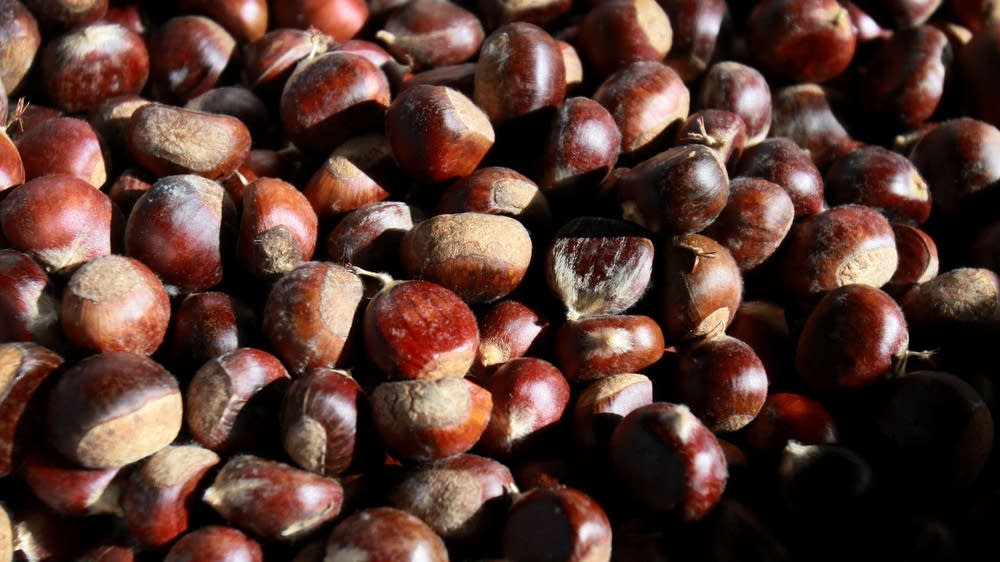 American Chestnut Tree Nuts