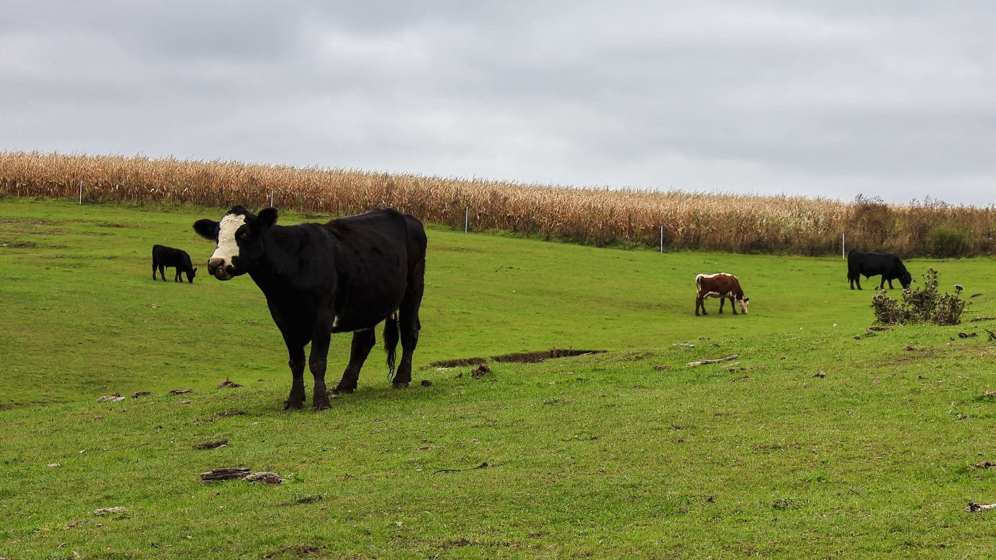 Texas person is diagnosed with bird flu after being in contact with ...