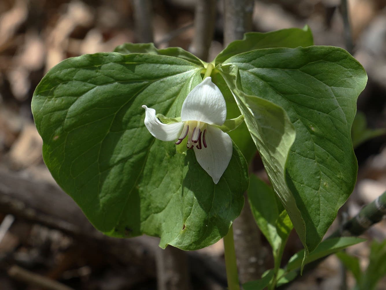 Photos: Spring wildflowers in Minnesota | MPR News