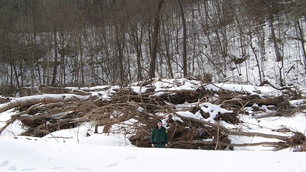 Whitewater's habitat wakes up post-flood | MPR News