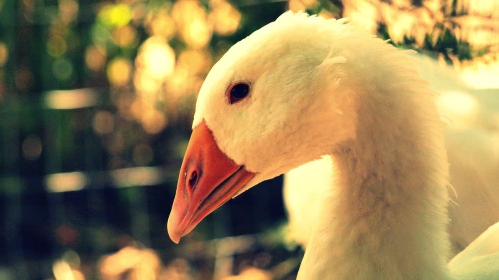 Ravel's Mother Goose Suite