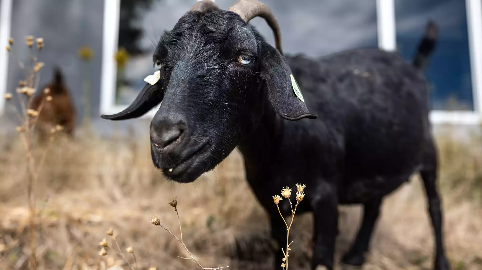 At Minnesota Capitol, goat caucus meets for lunch, fights invaders ...