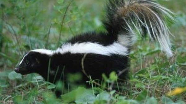 Skunked again – literally | MPR News
