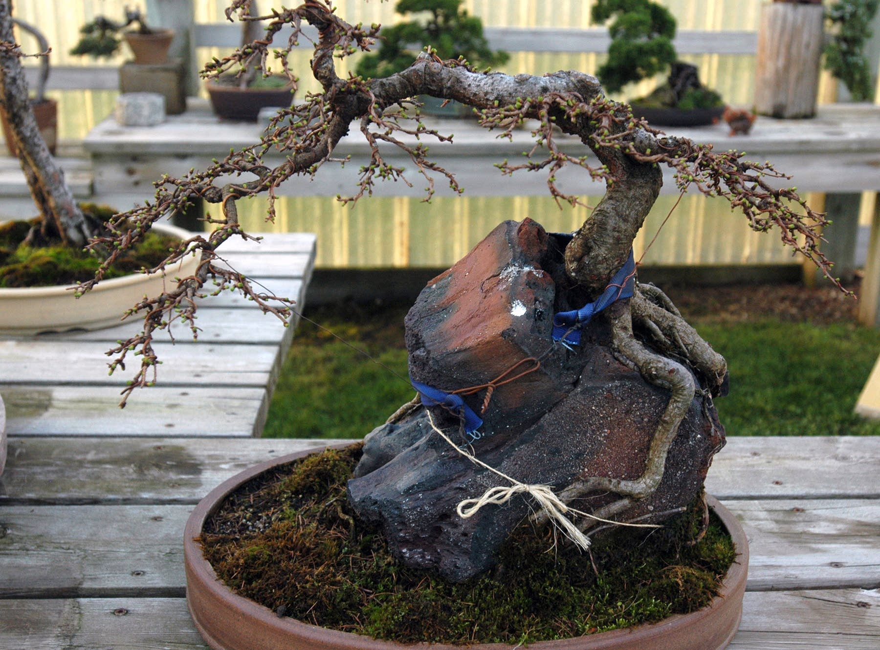 Punk rocker of bonsai world at work in northern Minnesota | MPR News
