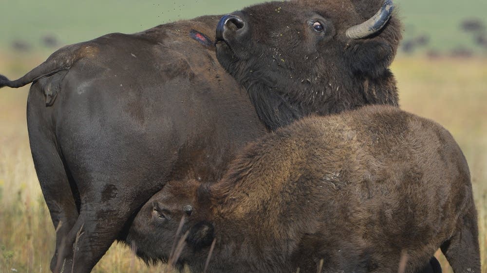 Hey Minnesota, come meet the Blue Mounds bison herd | MPR News