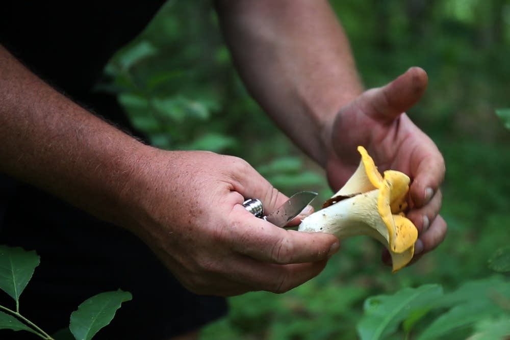 Video: Foraging for wild mushrooms, finding something more | MPR News